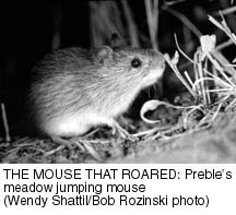 Can the Preble's mouse trap growth on Colorado's Front Range? - High ...