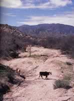 Cow-free crowd ignores science, sprawl - High Country News