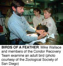 Condor program laden with lead - High Country News