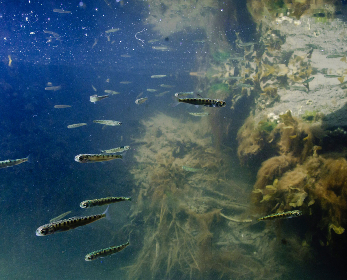 As waters warm, Alaska experiences salmon booms and busts - High ...