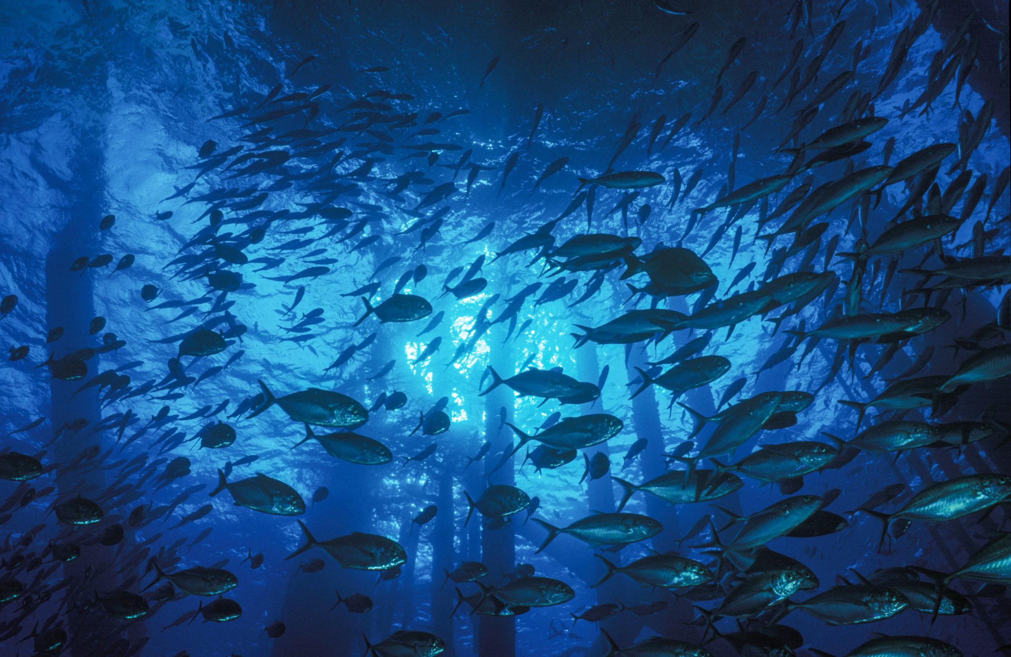 Offshore oil rigs are a surprising safe haven - High Country News