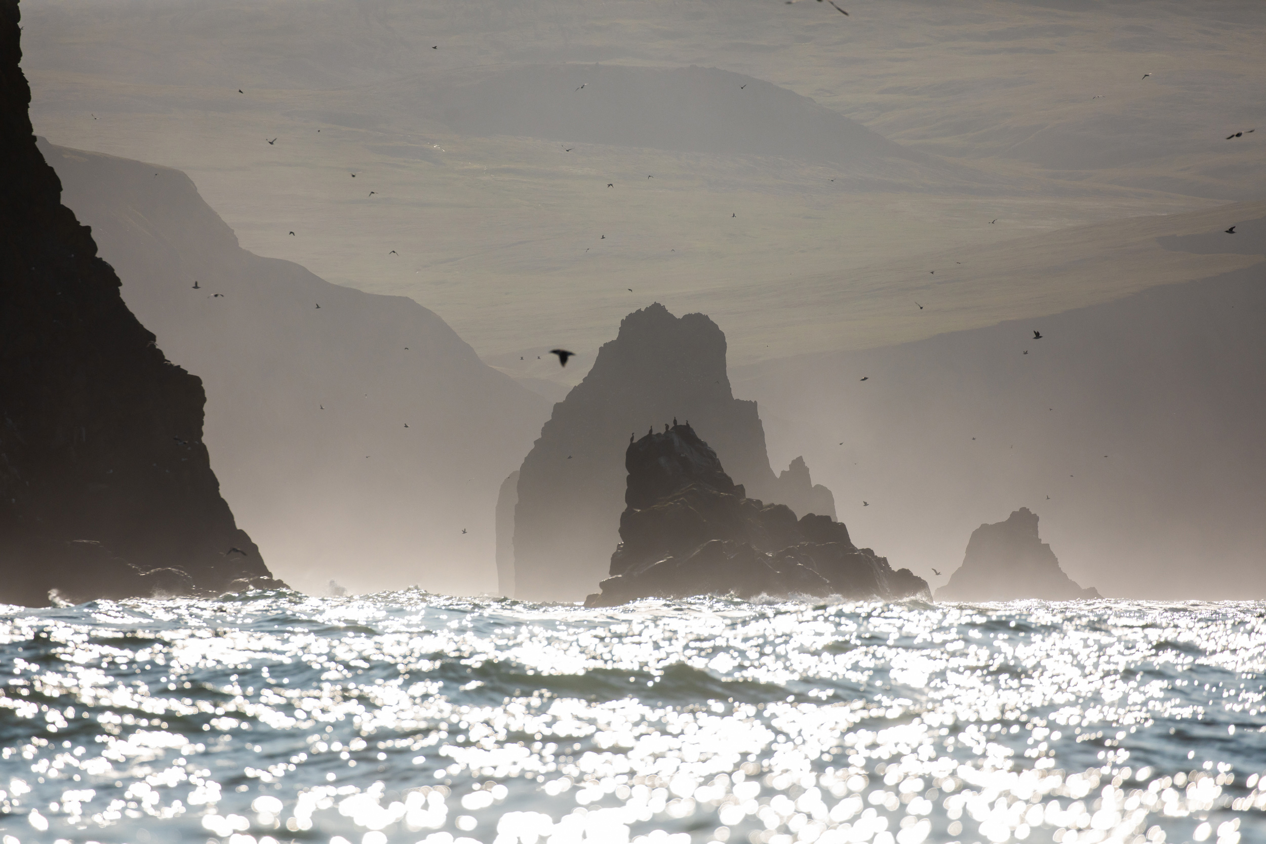 Studying seabirds, the sentinels of the ocean - High Country News