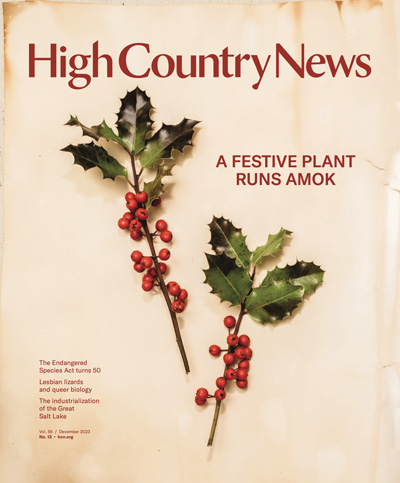 December 2023: A Festive Plant Runs Amok - High Country News