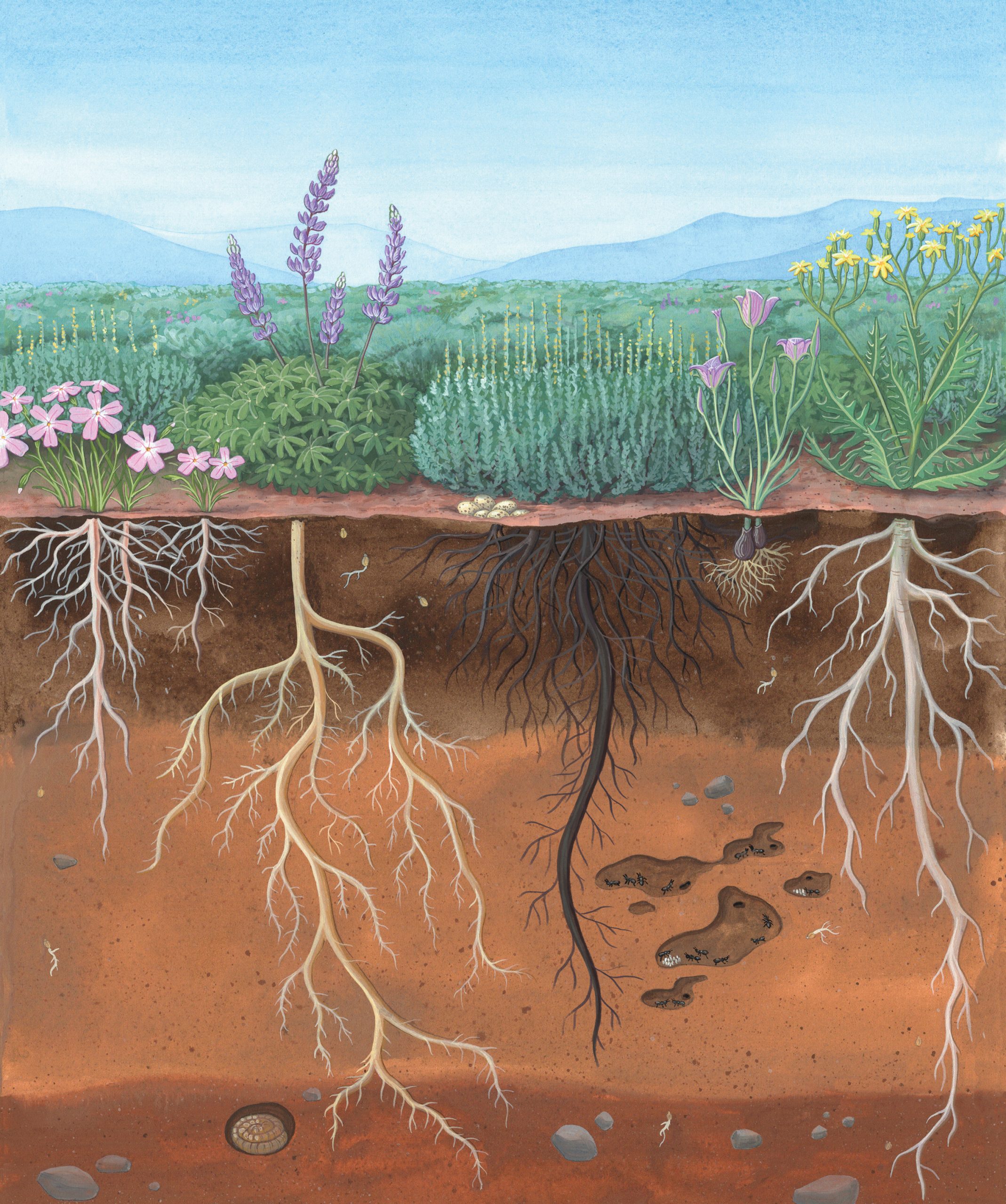 Underground seed banks hold promise for ecological restoration - High ...
