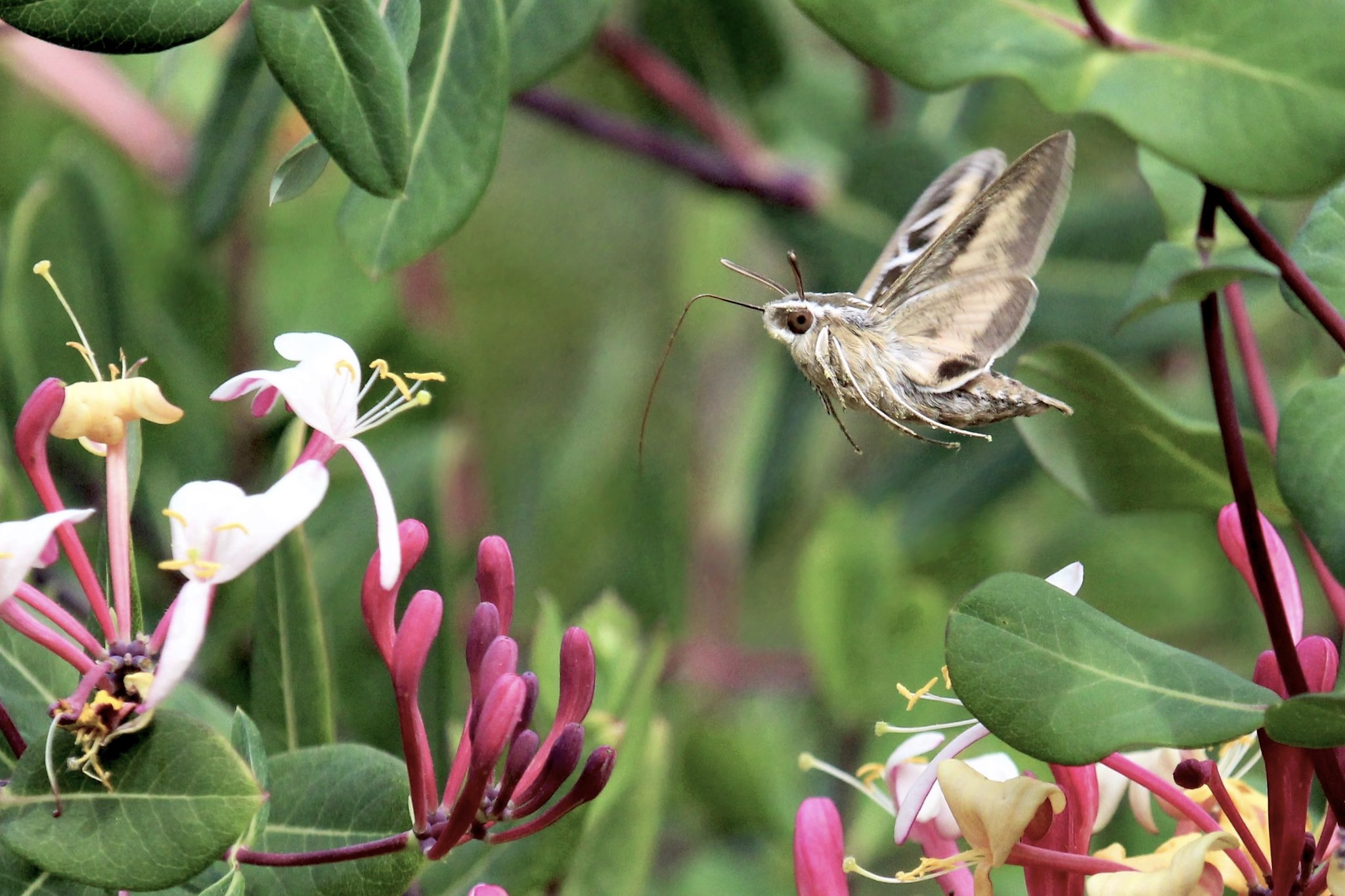 Pollution and pollinators: Why stopping to smell the flowers has become ...