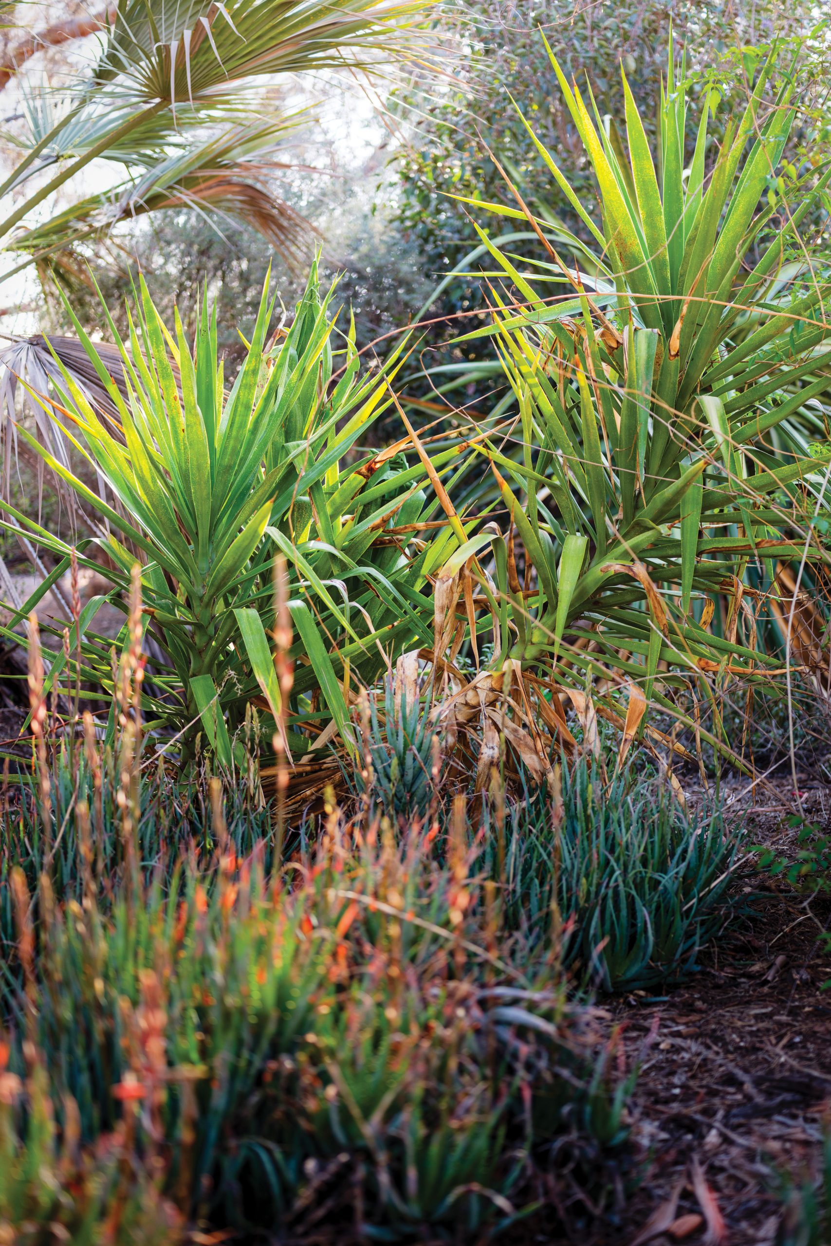 The complex case of growing native plants - High Country News