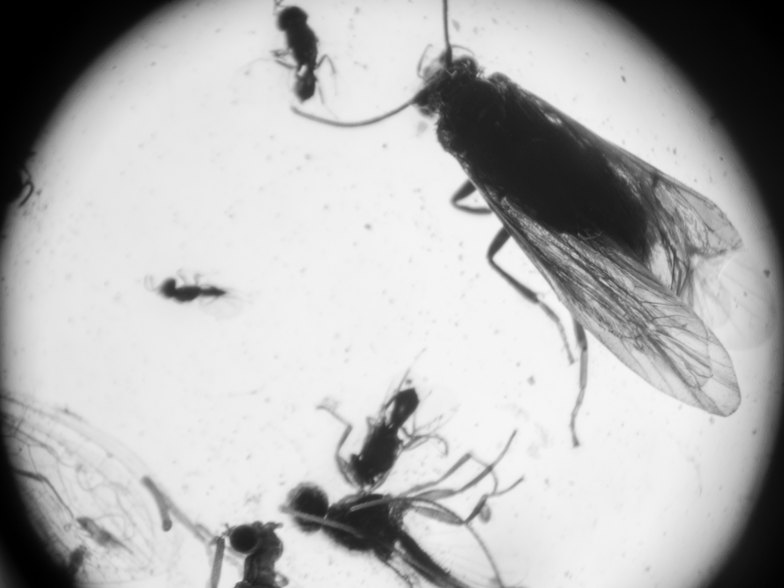 Audio: The Joshua tree-yucca moth link - High Country News