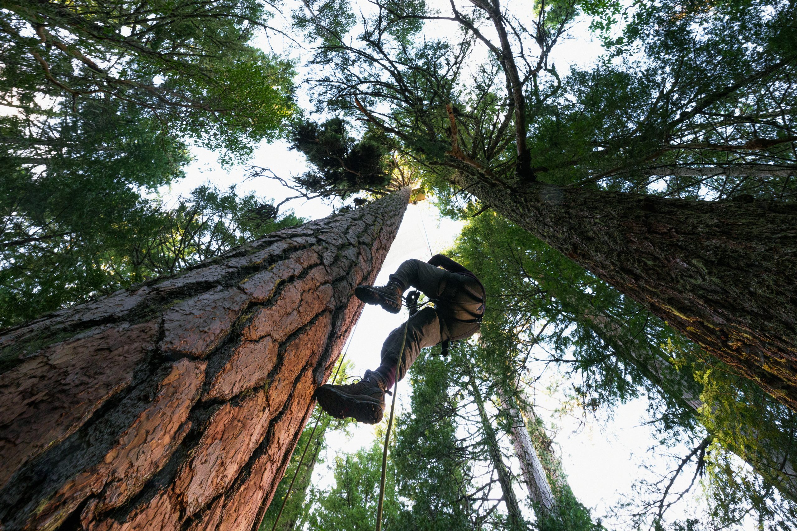 Meet the tree-sitters who occupied a ponderosa pine - High Country News