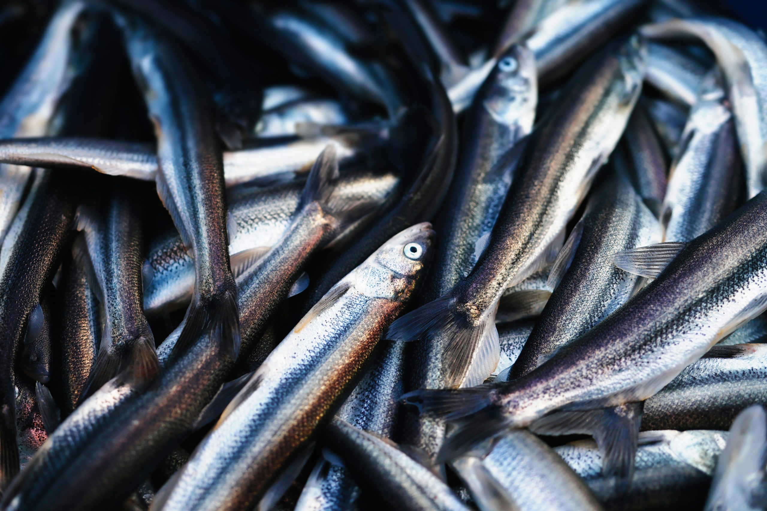 Spring on Alaska’s Unuk River shouldn’t mean fighting for our way of ...