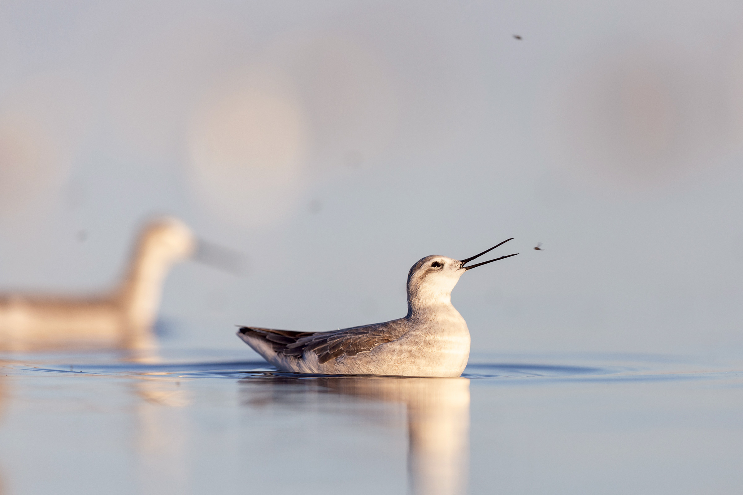 Wilson’s phalarope to the rescue - High Country News
