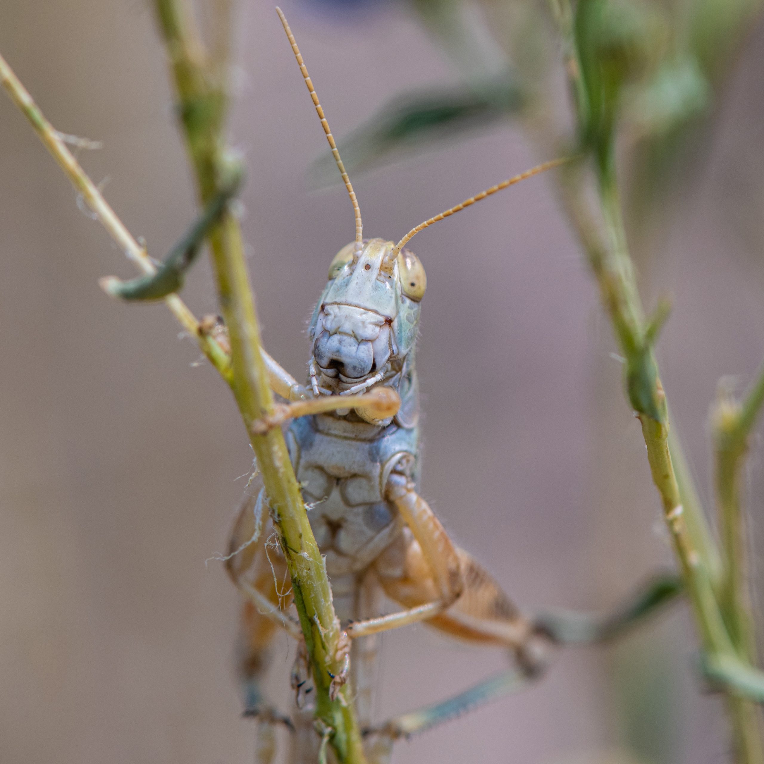 When grasshoppers attack - High Country News