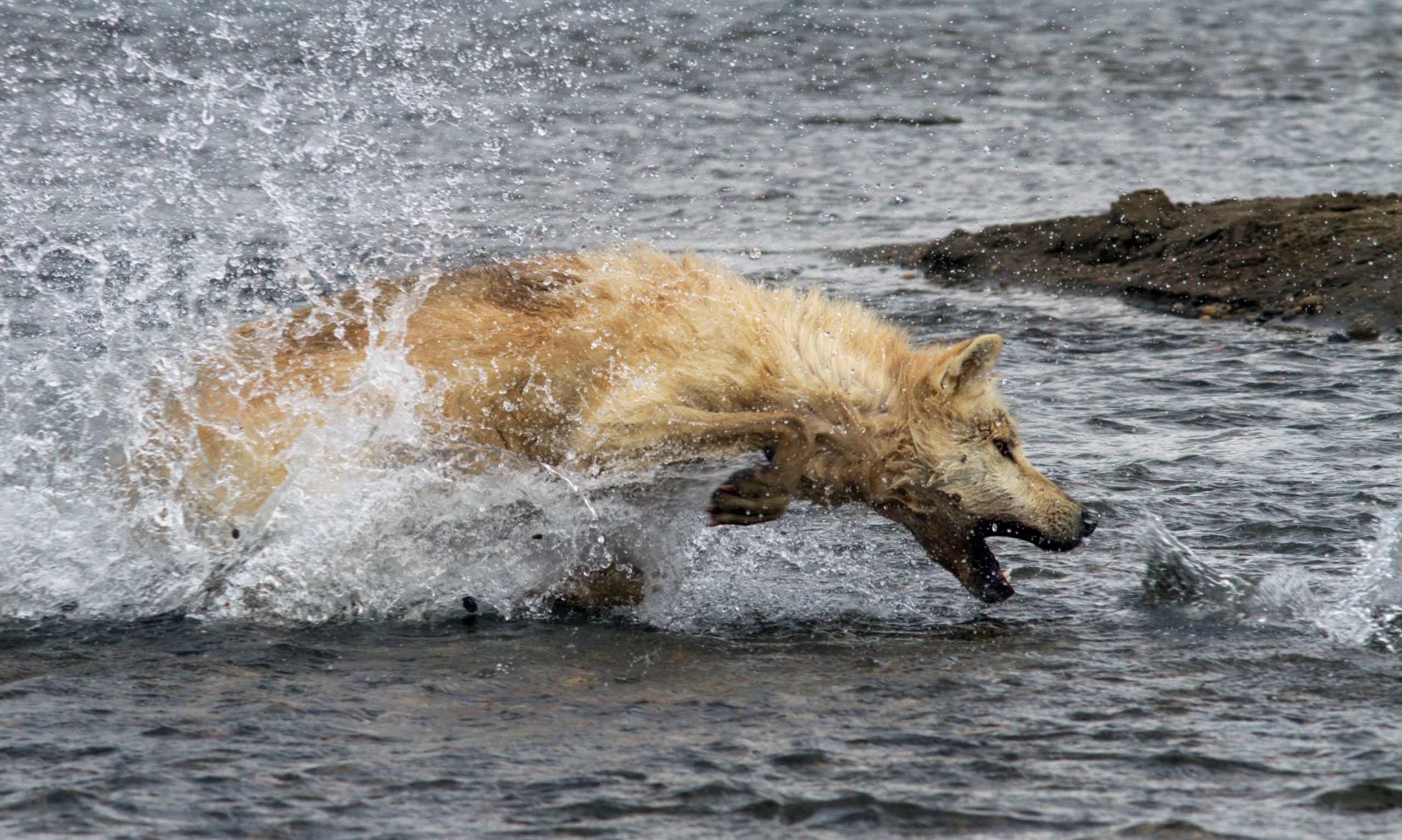 Life lessons from a coastal wolf pack - High Country News
