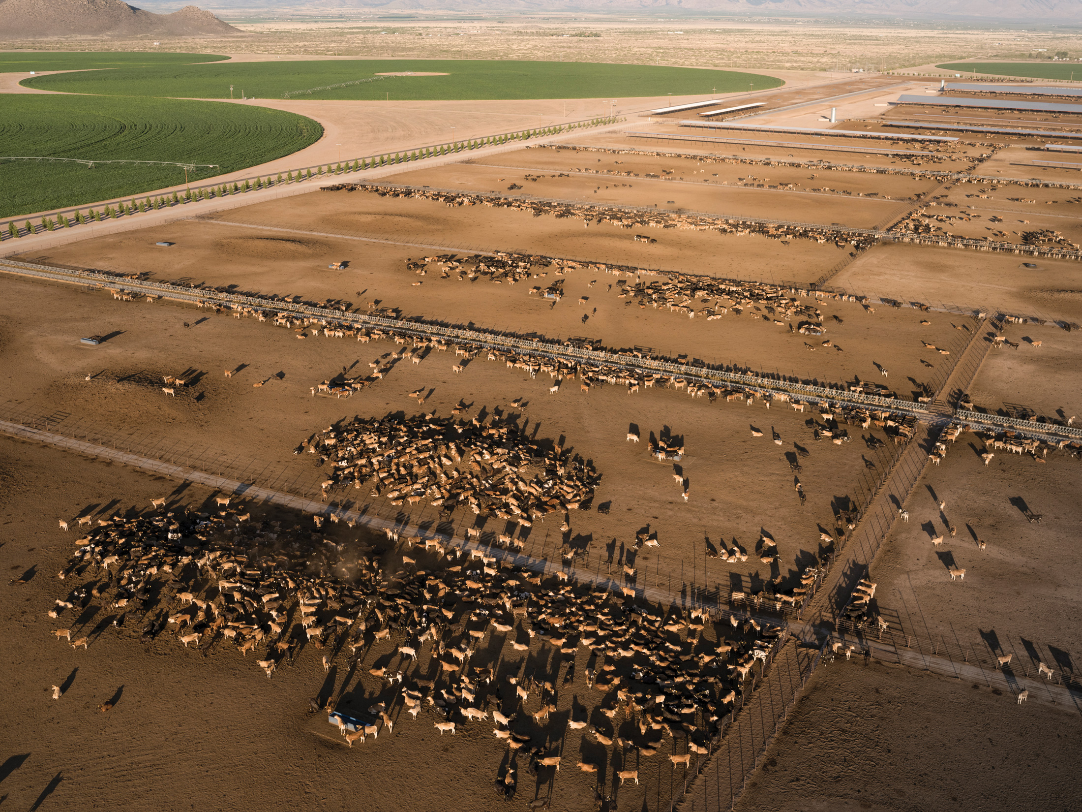 A mega-dairy is transforming Arizona’s aquifer and farming lifestyles ...