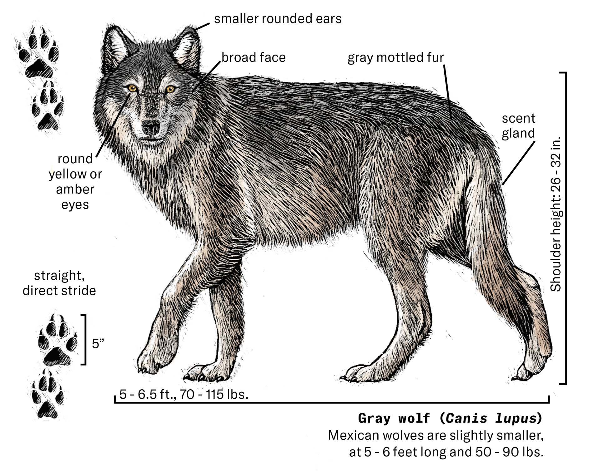 Wolves return to the West - High Country News