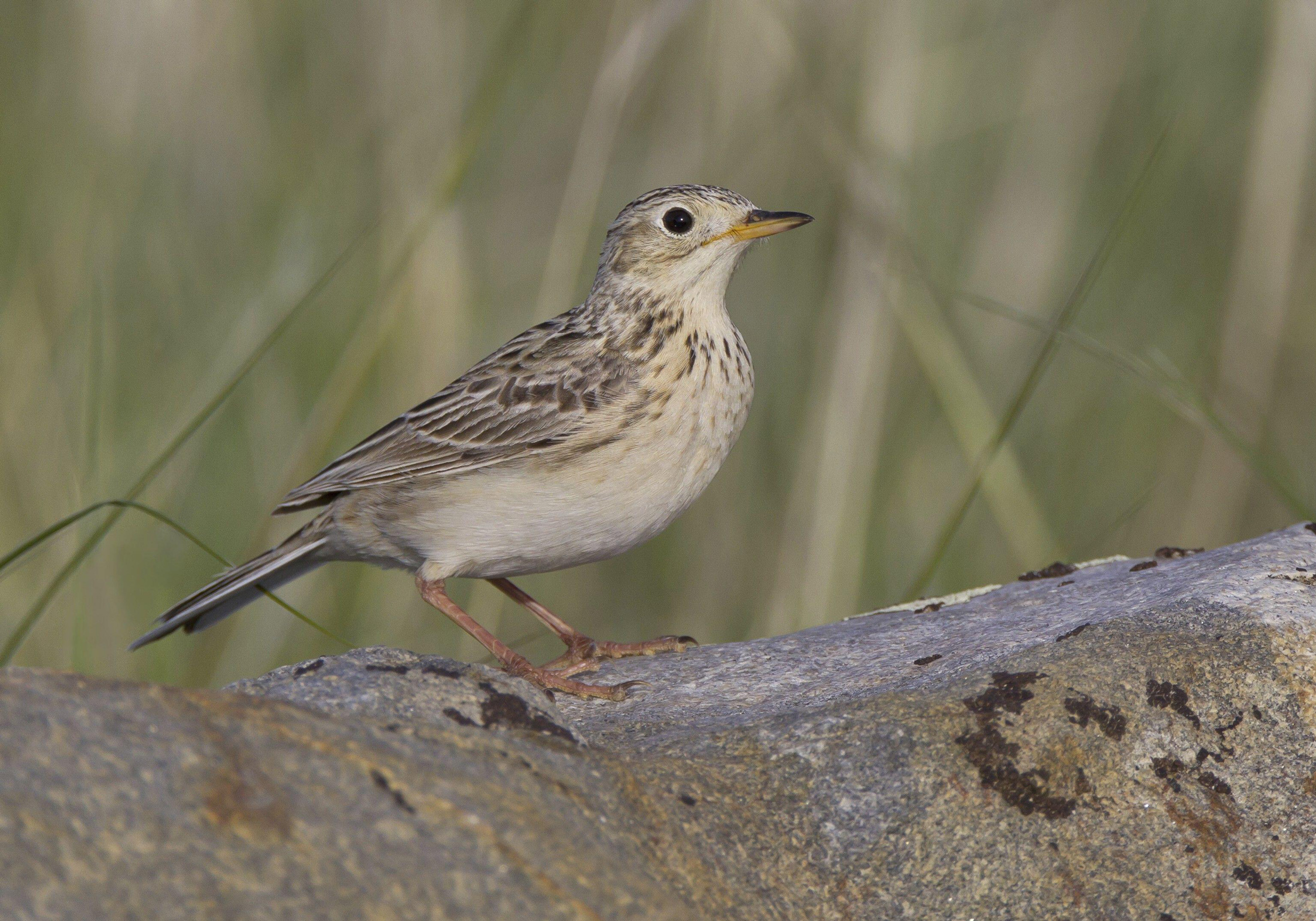 The invisible ‘giant nets’ that catch the smallest songbirds - High ...