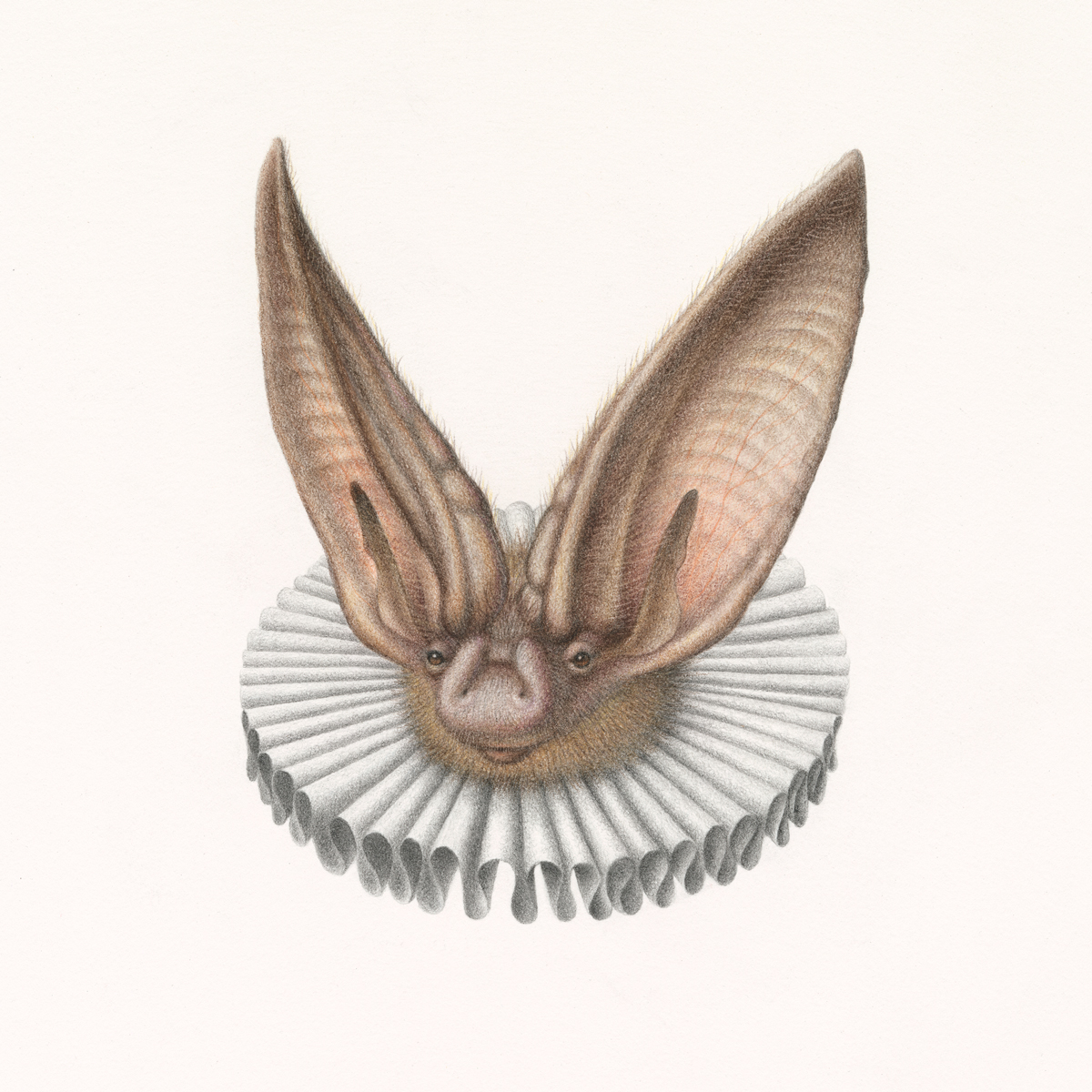 Big-eared bats, badass boulders and very determined hikers - High ...