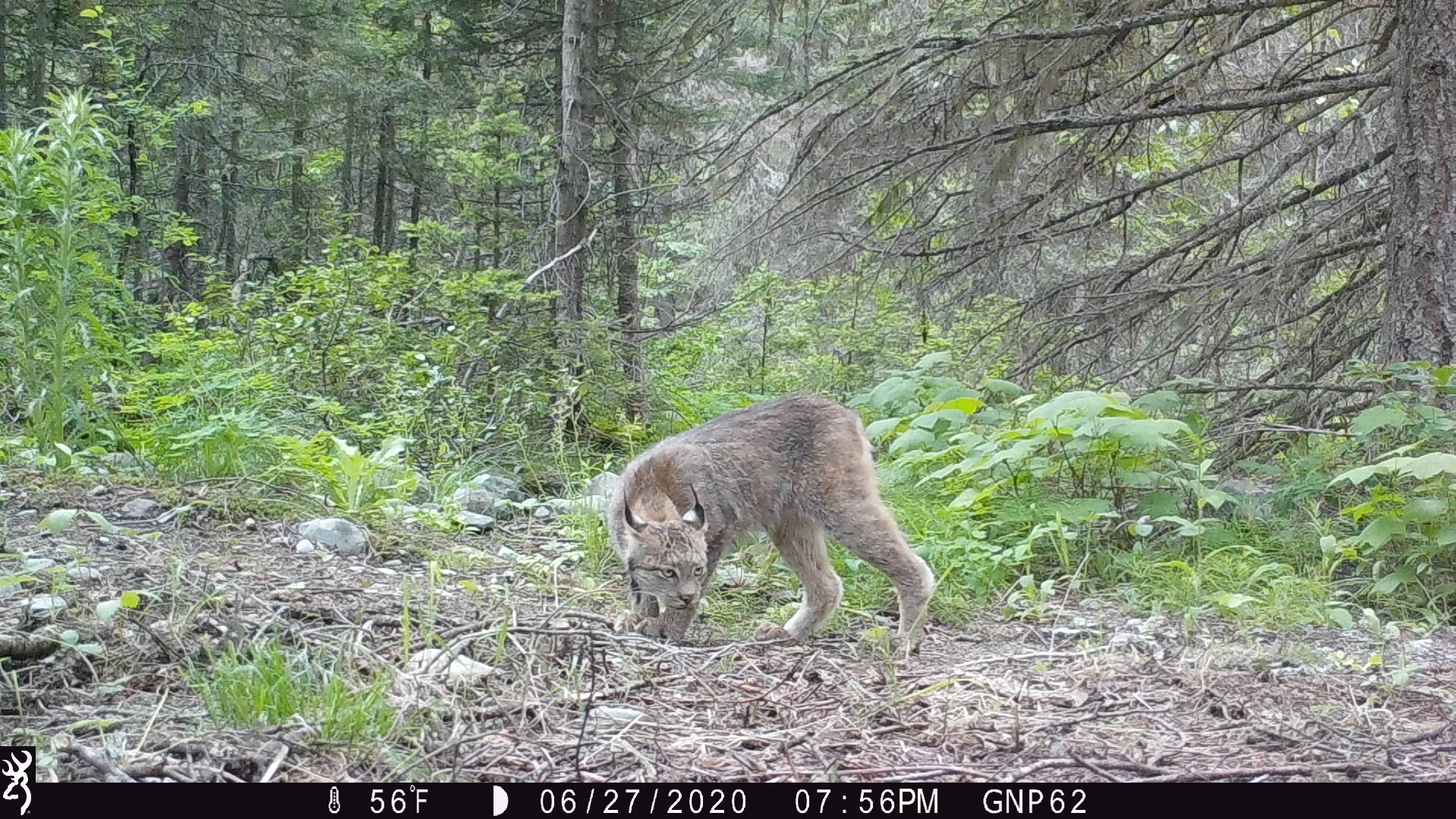 How do you count the elusive lynx? - High Country News
