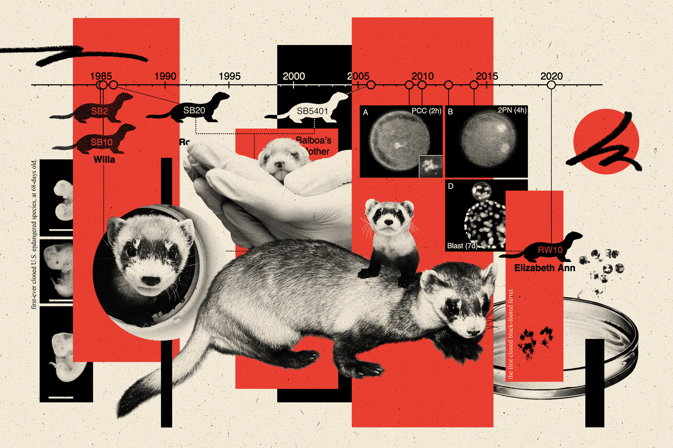 Ferret Family Tree Ferret | Otago Regional Council