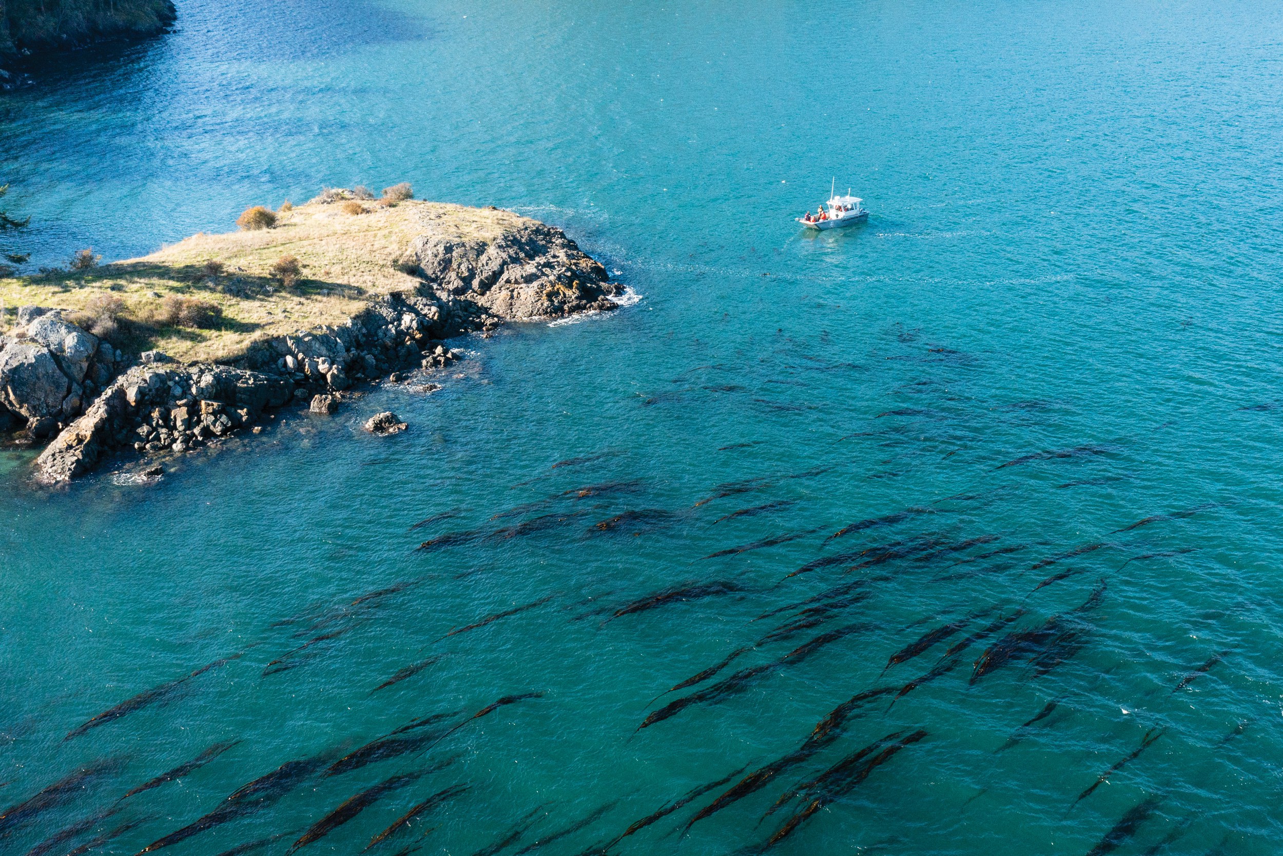 Reviving the Samish Tribe’s kelp - High Country News